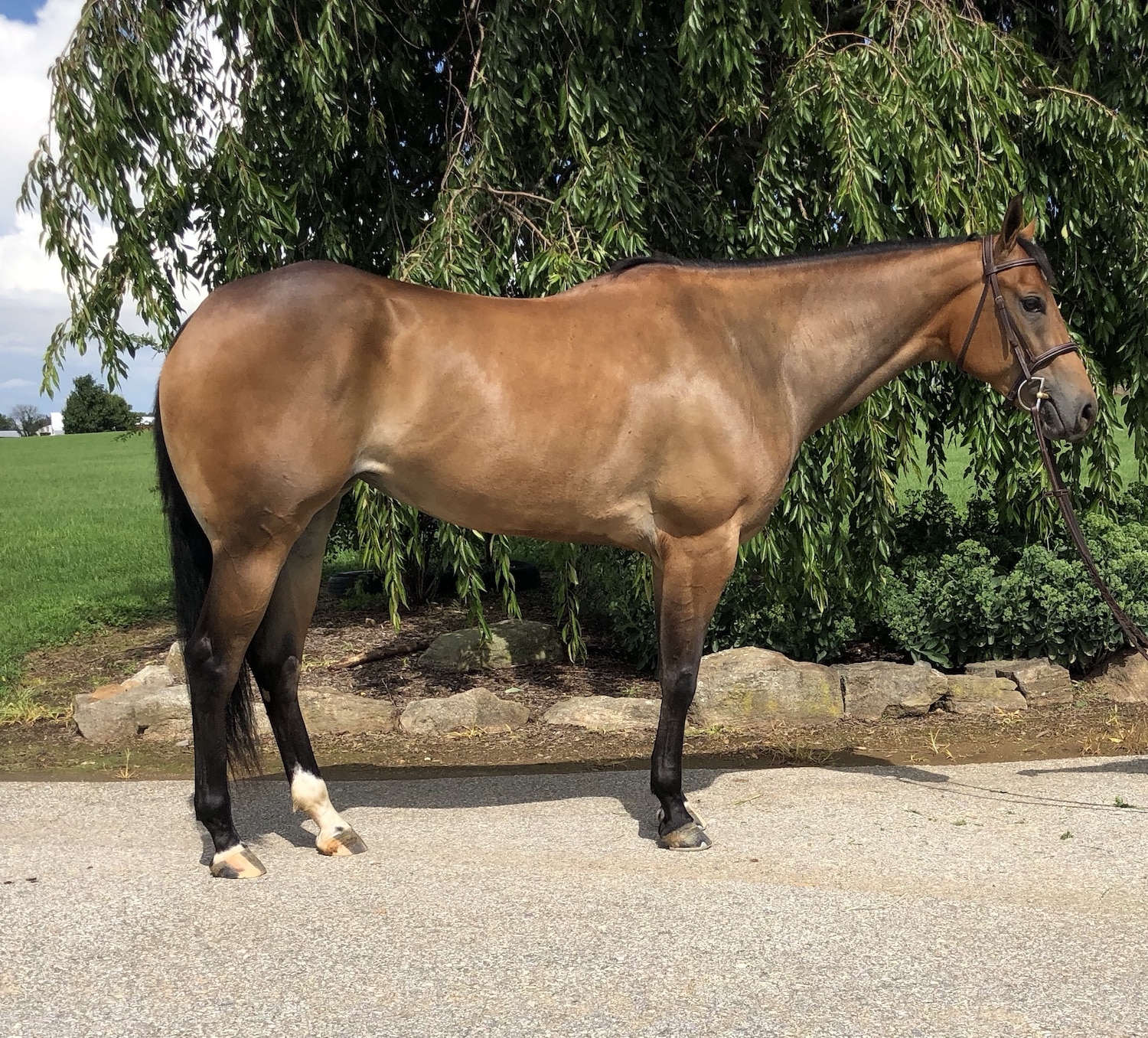 Gordon Quarter Horses – Finding You The Perfect Horse